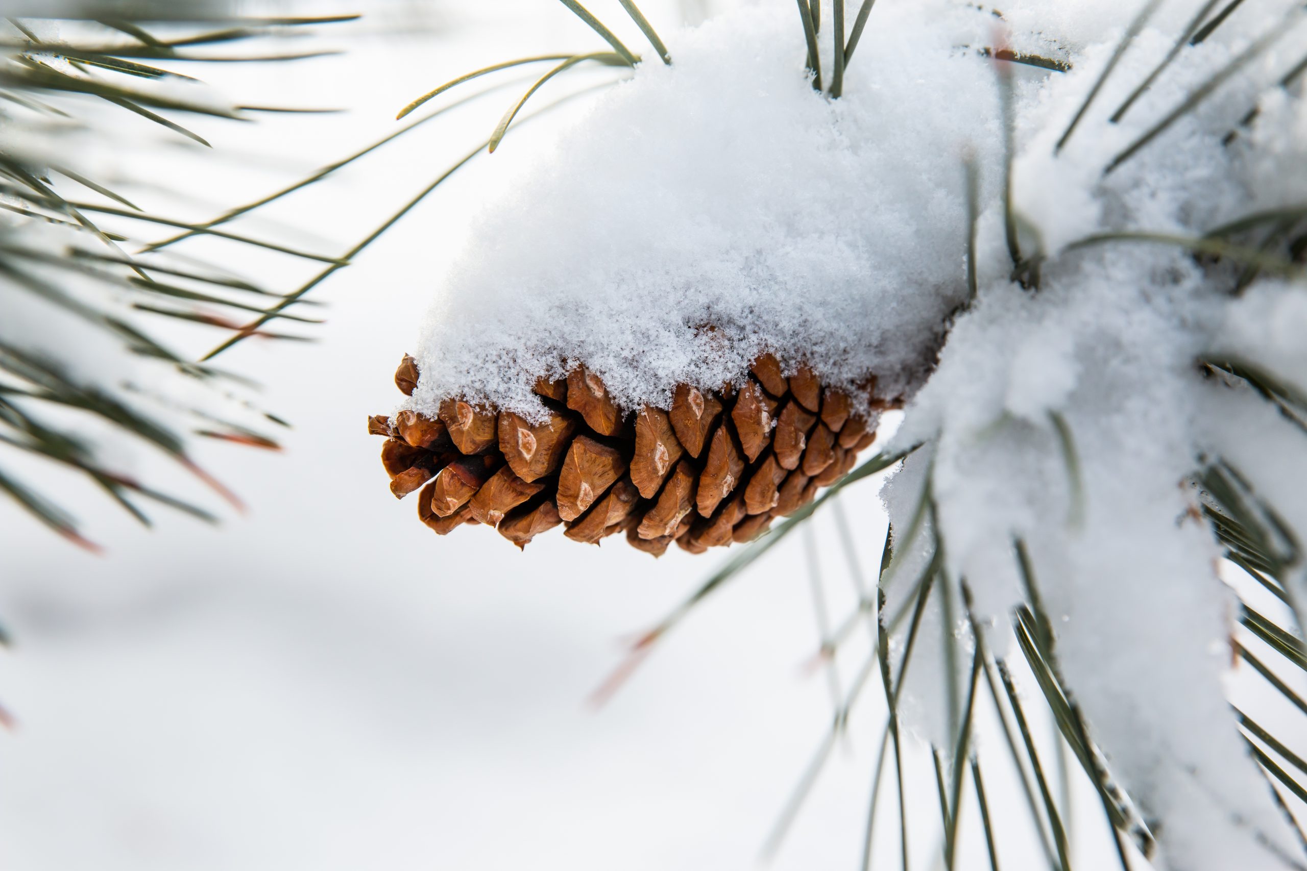 Pine Cone - Maine Psych